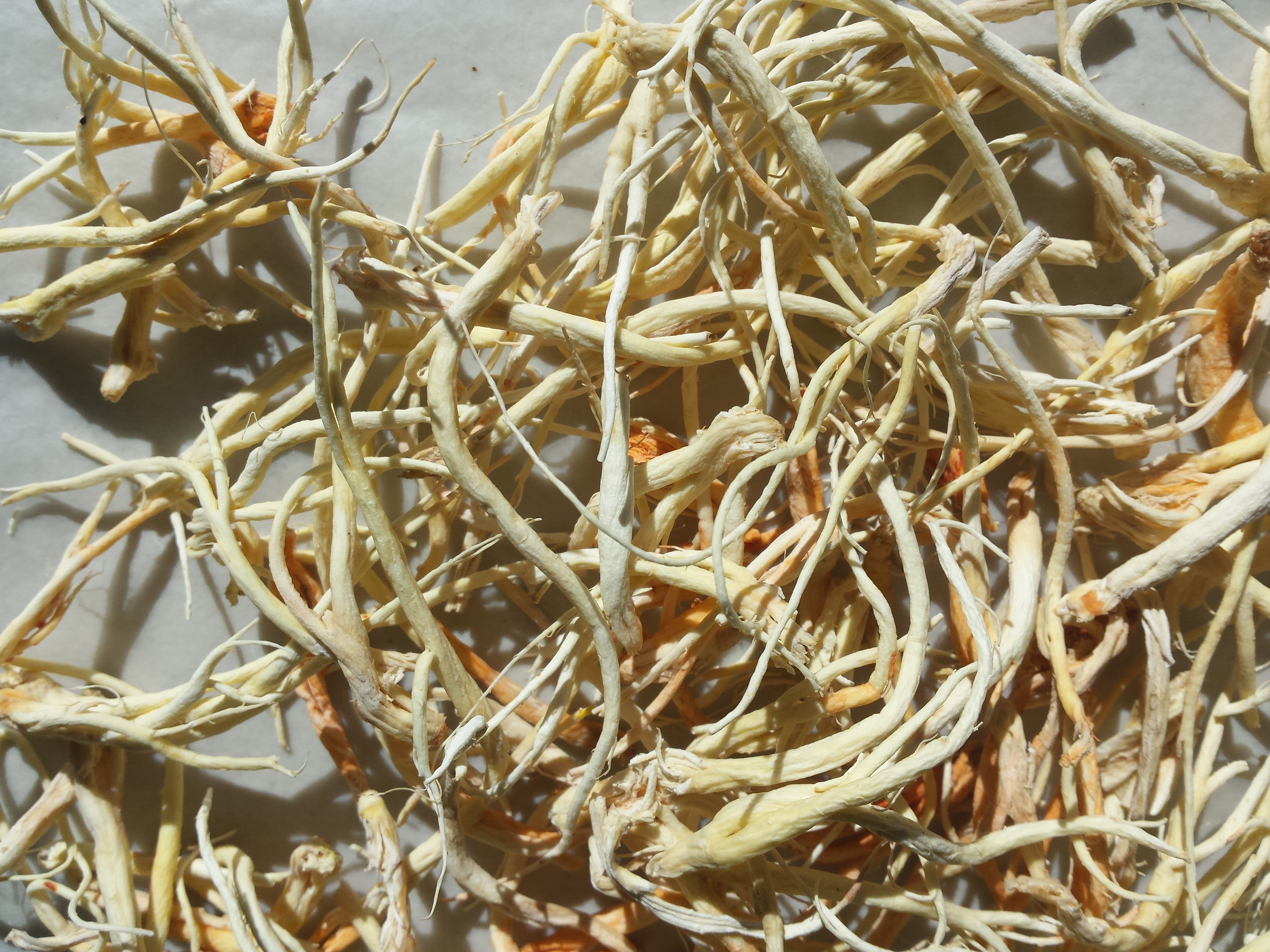 Harvesting Bitterroot - Sacajawea Center